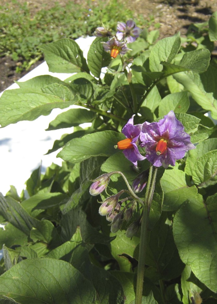 How to Grow Potatoes - The Plant Lady