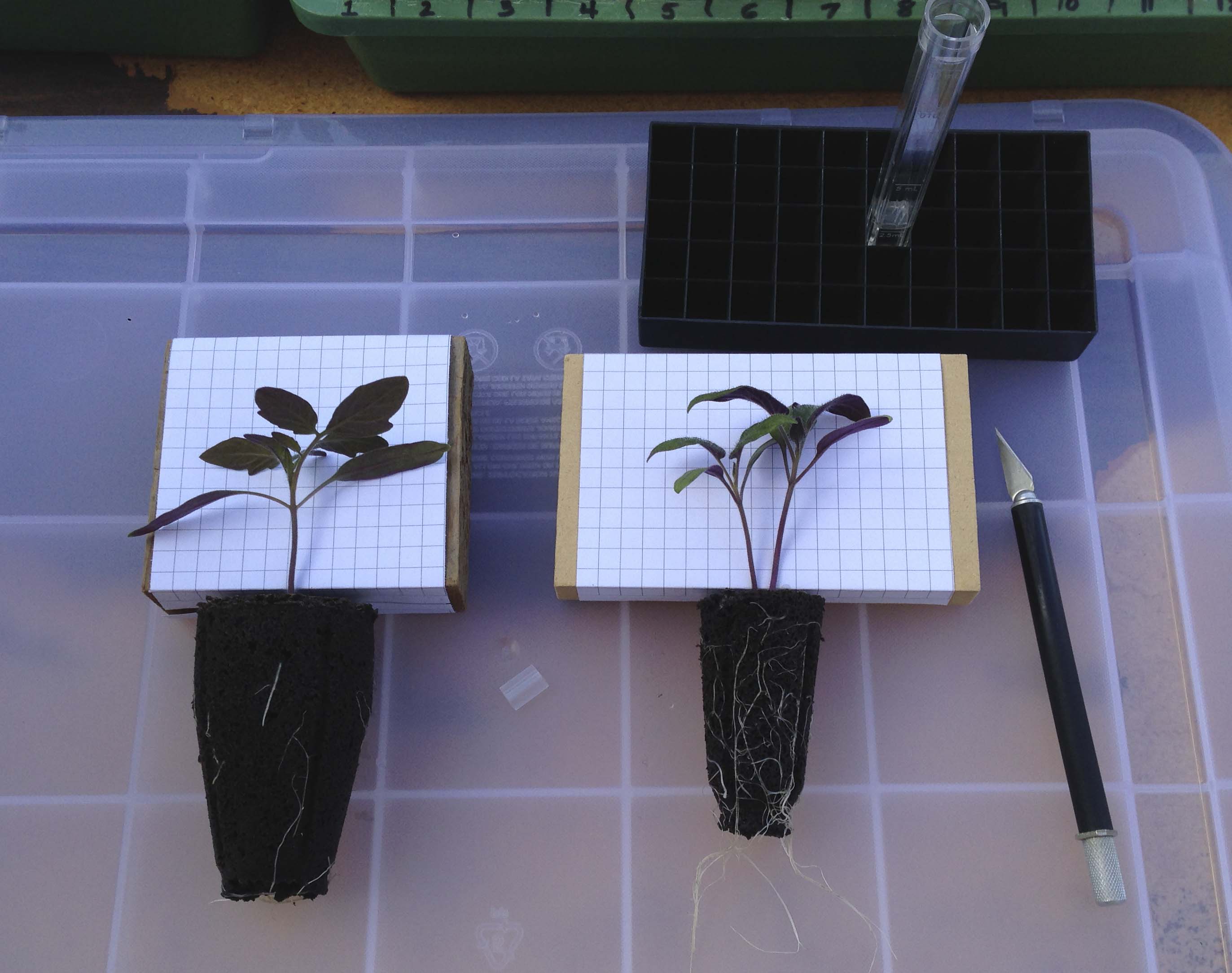 Grafting Tomatoes - The Plant Lady